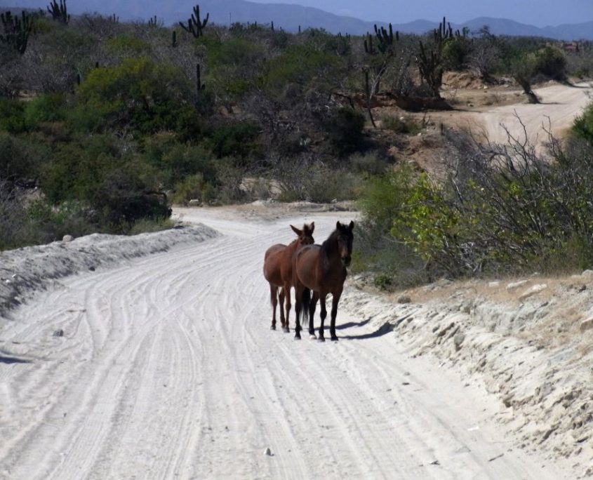 Southern Baja California – Sun, Sea and Stars – Adventure Continued
